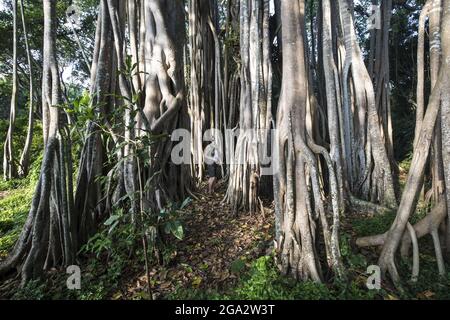 Banyan tree, Sri Lanka Stock Photo - Alamy