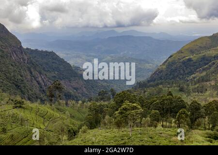 Landscape on the Dambatenne Tea Estate, Hill Country, Sri Lanka ...