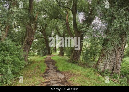Trail going through old crack willow (Salix fragilis) trees; Bavaria ...