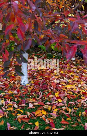 Red-orange cherry tree loses its foliage in autumn, beautiful fallen ...