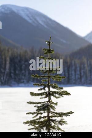 evergreens in a mountain range in british columbia canada Stock Photo ...