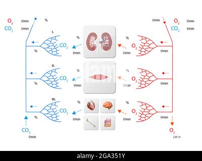 Infographic of the circulatory system of the human body, the ...