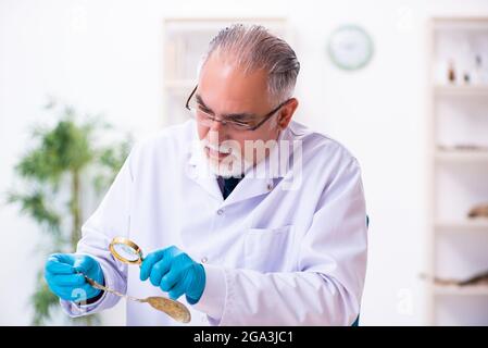 Old male archaeologist working in the lab Stock Photo - Alamy