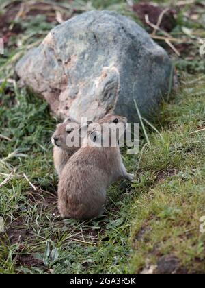 Plateau Pika (Ochotona curzoniae), portrait at nest burrow, near Yushu ...