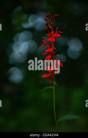 Close up of red cardinal flowers (lobelia cardinalis) in bloom Stock ...