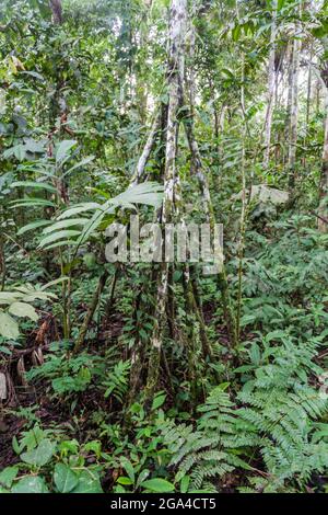 Socratea exorrhiza, or Walking Tree, in the Amazon rainforest Stock ...