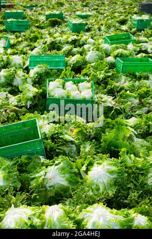 Smooth rows of lettuce on the field Stock Photo - Alamy