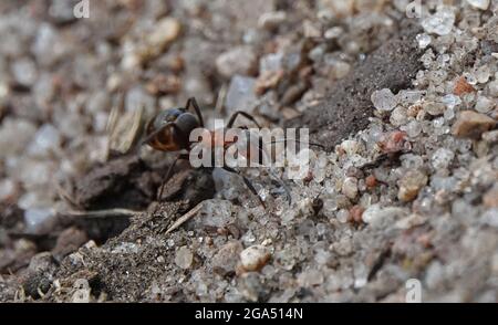 Norderstedt, Germany. 28th July, 2021. Calves lying in a meadow. Credit ...