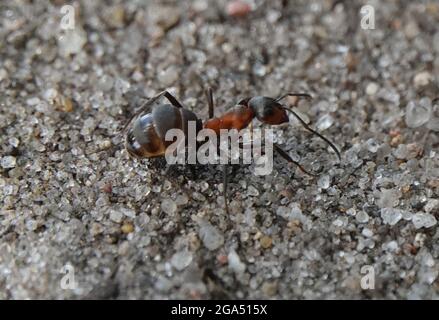 Norderstedt, Germany. 28th July, 2021. Calves lying in a meadow. Credit ...