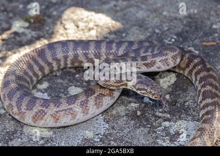Stimson's Python flickering it's tongue Stock Photo - Alamy