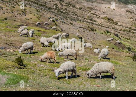 Grazing sheeps at Isla del Sol (Island of the Sun) in Titicaca lake ...