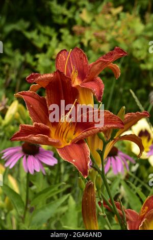 Blooming summer flowers, lilies, echinacea, rudbeckia in the garden on ...