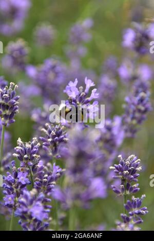 Blooming summer flowers, lilies, echinacea, rudbeckia in the garden on ...