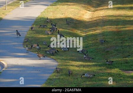 Canada Goose/geese foraging on the ground/Ontario/Canada Stock Photo ...