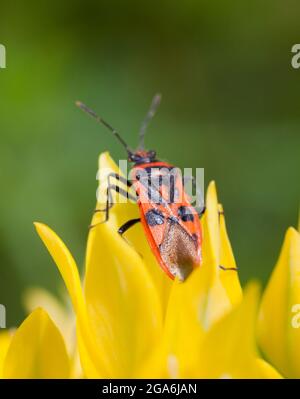 CORIZUS HYOSCYAMI commonlly Cinnamon Bug Stock Photo - Alamy