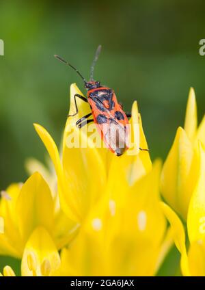 CORIZUS HYOSCYAMI commonlly Cinnamon Bug Stock Photo - Alamy
