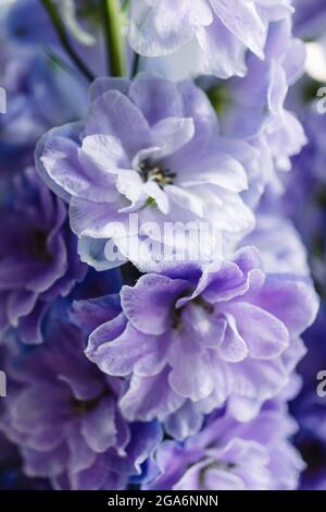 Tall light blue delphinium flowers in a herbaceous border of an English ...