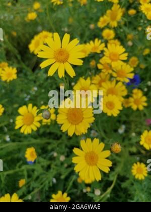 yellow daisy wild flowers in a field Stock Photo - Alamy