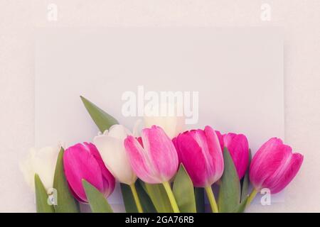 Bouquet of delicate pink and white tulips in a vase in front of an ...