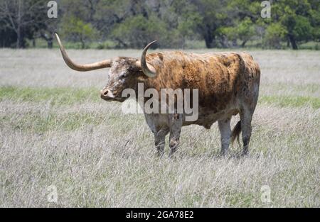 Texas Longhorn in Tall Grass Stock Photo - Alamy