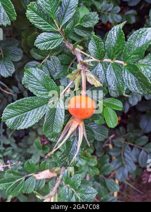 Bush with large green leaves Stock Photo - Alamy