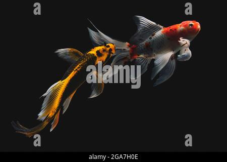Koi fish jump Stock Photo - Alamy