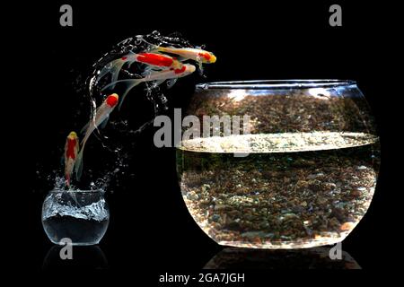 Koi fish jump Stock Photo - Alamy