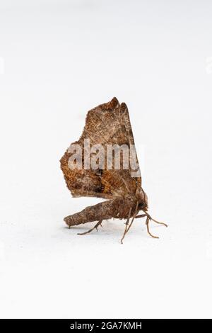 Early Thorn (Selenia dentaria) resting on a conifer Stock Photo - Alamy