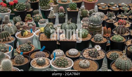 Many small beautiful cactus with feathers planted in different shapes ...