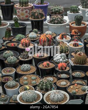 Many small beautiful cactus with feathers planted in different shapes ...