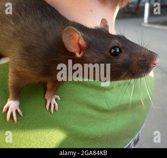 A cute white little rat sits next to a bouquet of red flowers. Flowers ...