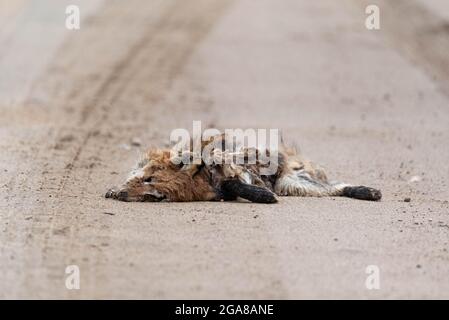 Fox carcass on a gravel road. Decaying bodies of a fox hit on a road ...