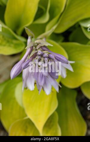 Eyecatching Hosta 'Captain Kirk', close-up natural plant in flower ...