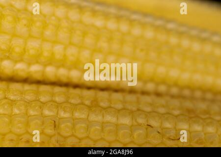 Several bright yellow ripe sweet organic mini corn with a jute bag ...