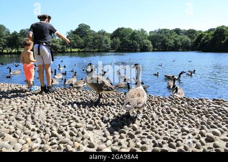 Birdlife on the lake in Grovelands Park in Southgate and Winchmore Hill ...