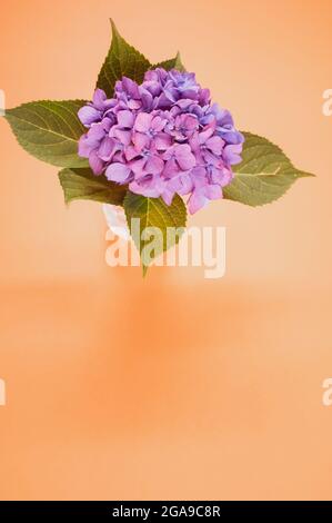 Vertical shot of purple hydrangeas in a vase on a peach surface with ...