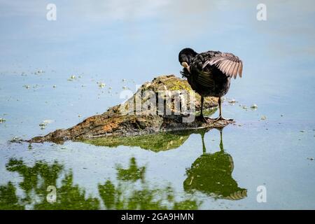 Coot standing on a partially submerged tree trunk in Ellesmere Stock ...