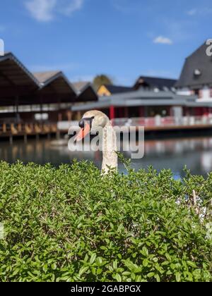 Vertical shot of a white swan behind the pond Stock Photo - Alamy