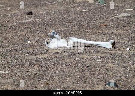 Desert surrounding Chauchilla cemetery in Nazca, Peru Stock Photo - Alamy