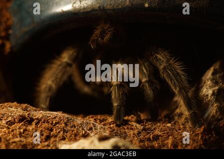 Giant tarantula spider in the zoo Stock Photo - Alamy
