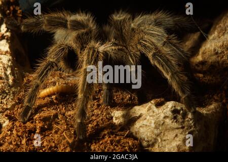 Giant tarantula spider in the zoo Stock Photo - Alamy