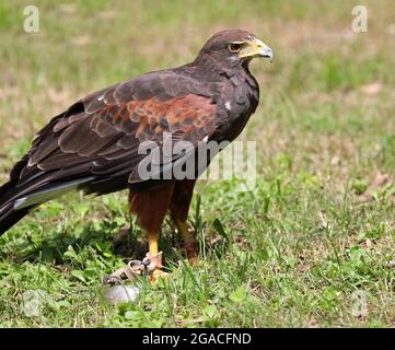 harris hawk is a rapacious bird with big yellow beak and big black eye ...