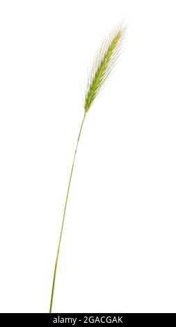 hordeum murinum aka wall barley or false barley grass plant Stock Photo ...