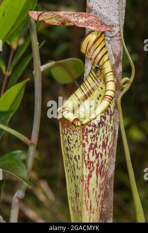 Black drummer ant (Polyrhachis pruinosa) below the lid of the pitcher ...