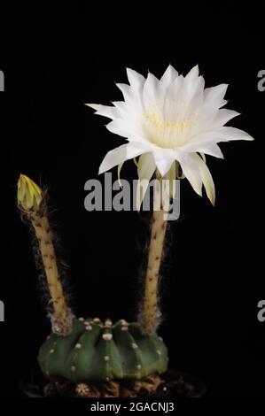 Echinopsis subdenudata cactus flower (Easter lily cactus) can take up ...