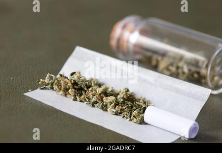 Marijuana buds with marijuana joints, with cardboard filter, cigarette ...