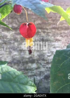 Chinese Lantern/ Chinese Bellflower- Abutilon hybrid Stock Photo - Alamy