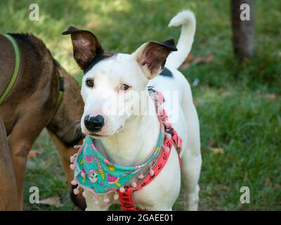 Husky-Mongrel in spring Stock Photo - Alamy
