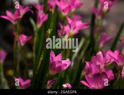 The Indian lily moth (Polytela gloriosae) caterpillar is a moth of the ...