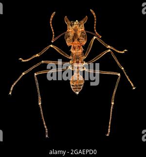 Texas Leaf-cutting Ant (Atta texana Stock Photo - Alamy